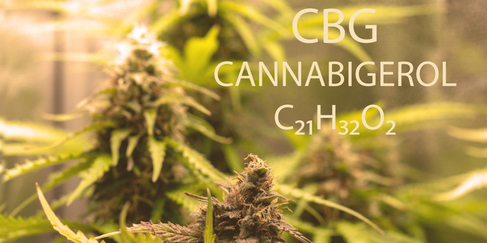 CBG: Cannabigerol in der medizinischen Anwendung - mediorbis